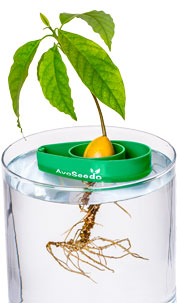 AvoSeedo The easiest way to raise / germinate your avocados! | Grow ...
