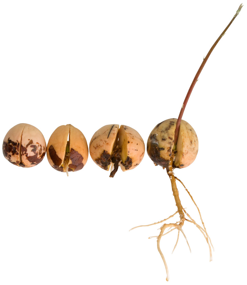 How to Grow an Avocado Tree - AvoSeedo - Grow your own Avocado Tree! How to Grow an Avocado Tree - AvoSeedo - Grow your own Avocado Tree!