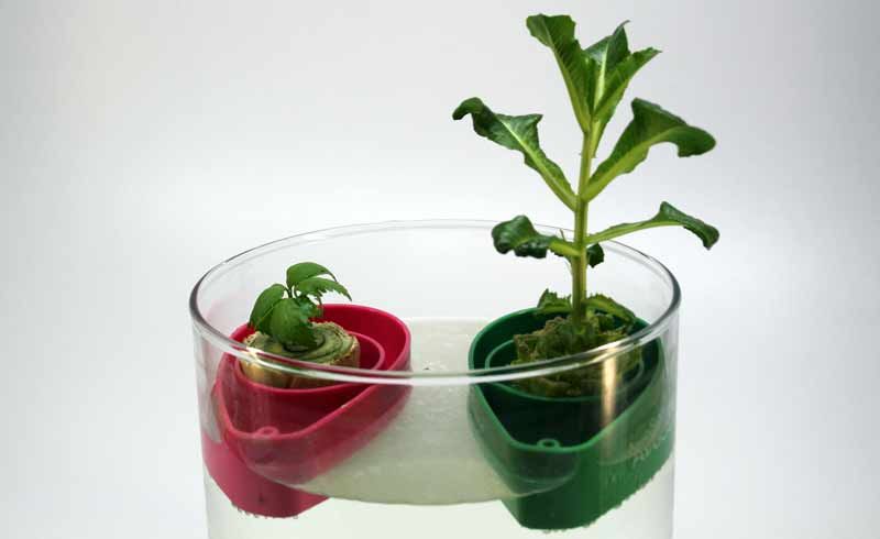 Home - AvoSeedo - Grow your own Avocado Tree!