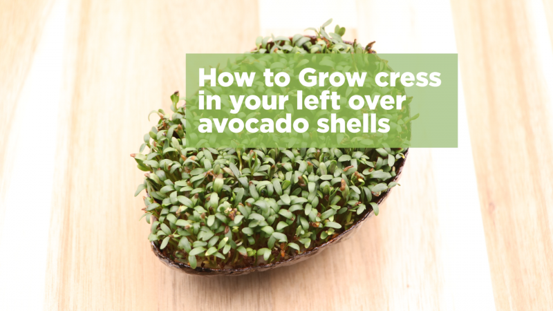 How to grow cress in your leftover avocado shells - AvoSeedo