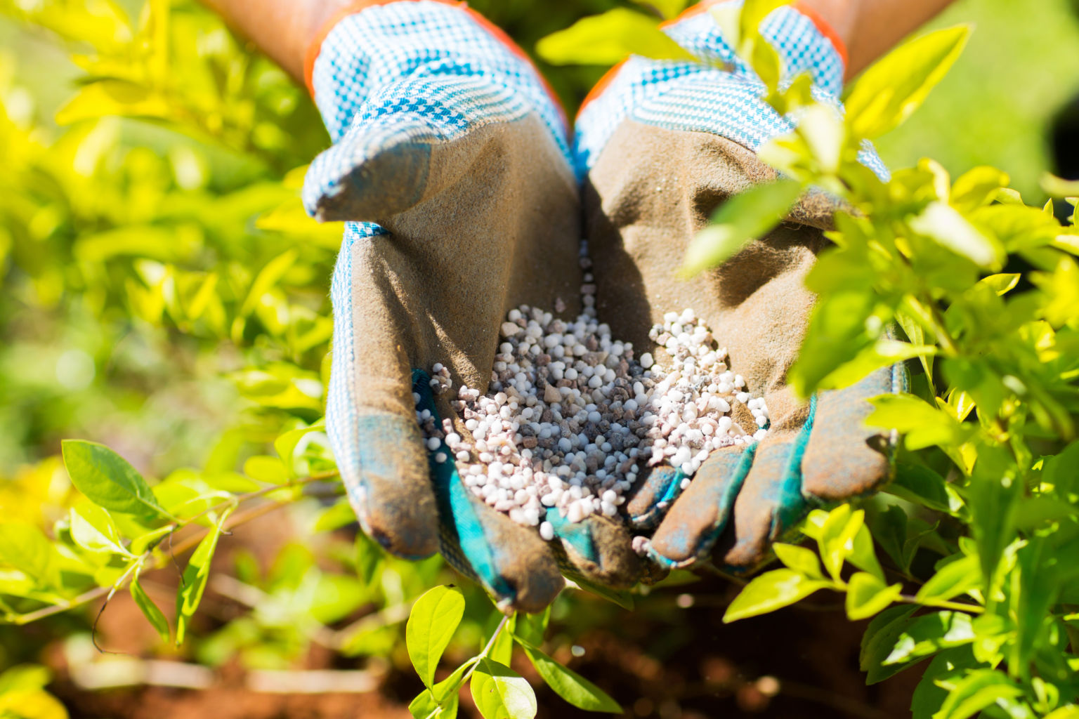 5 Best Fertilizers For Avocado Trees AvoSeedo
