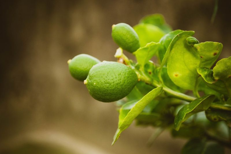 How To Grow Your Avocado Tree Outside - AvoSeedo