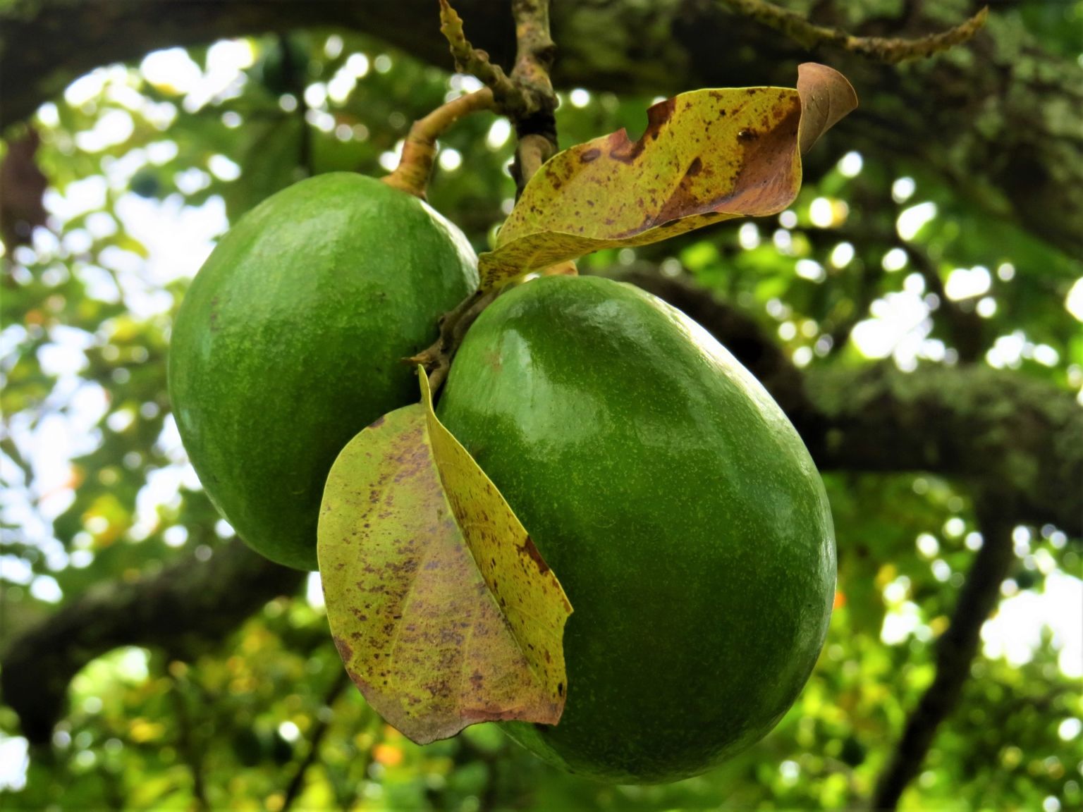 5 Common Avocado Tree Diseases and How To Prevent Them - AvoSeedo