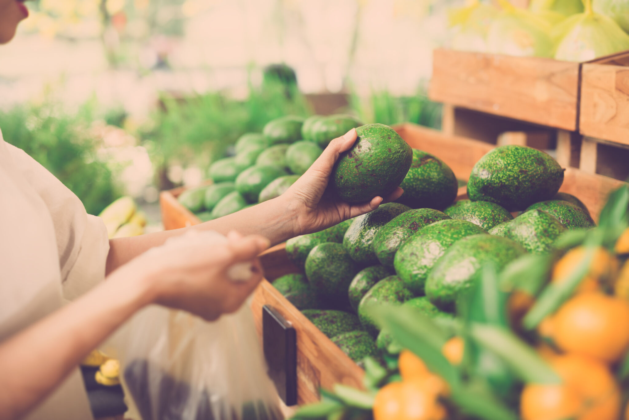 All about Avocados - AvoSeedo - Grow your own Avocado Tree!