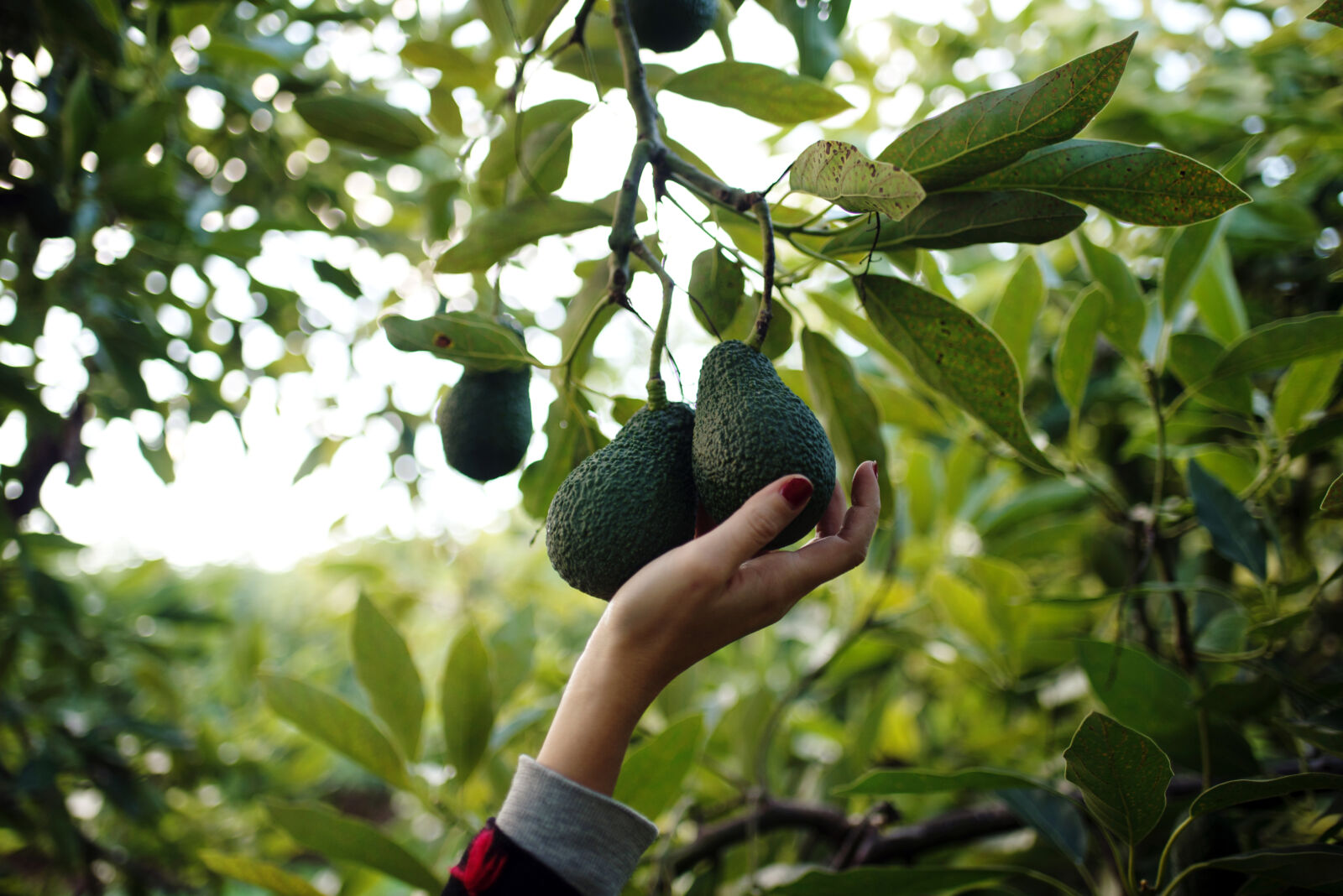 All about Avocados - AvoSeedo - Grow your own Avocado Tree!