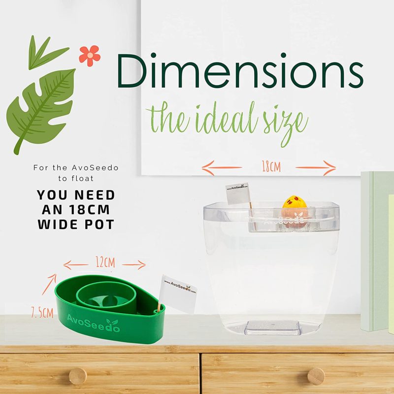 AvoSeedo 3-Pack - AvoSeedo - Grow your own Avocado Tree!