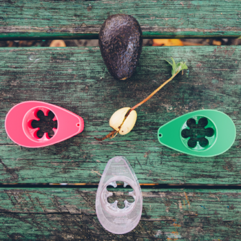 AvoSeedo - AvoSeedo - Grow your own Avocado Tree!