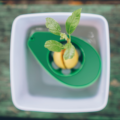 AvoSeedo 3-Pack - AvoSeedo - Grow your own Avocado Tree!