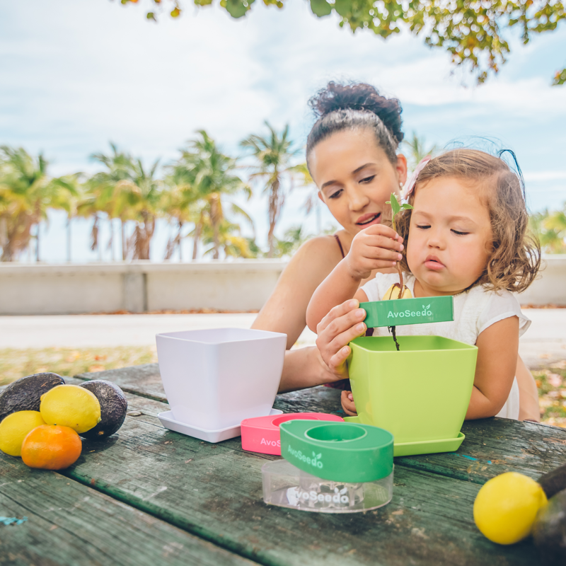 AvoSeedo 3-Pack - AvoSeedo - Grow your own Avocado Tree!