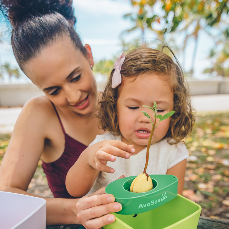 AvoSeedo 3-Pack - AvoSeedo - Grow your own Avocado Tree!