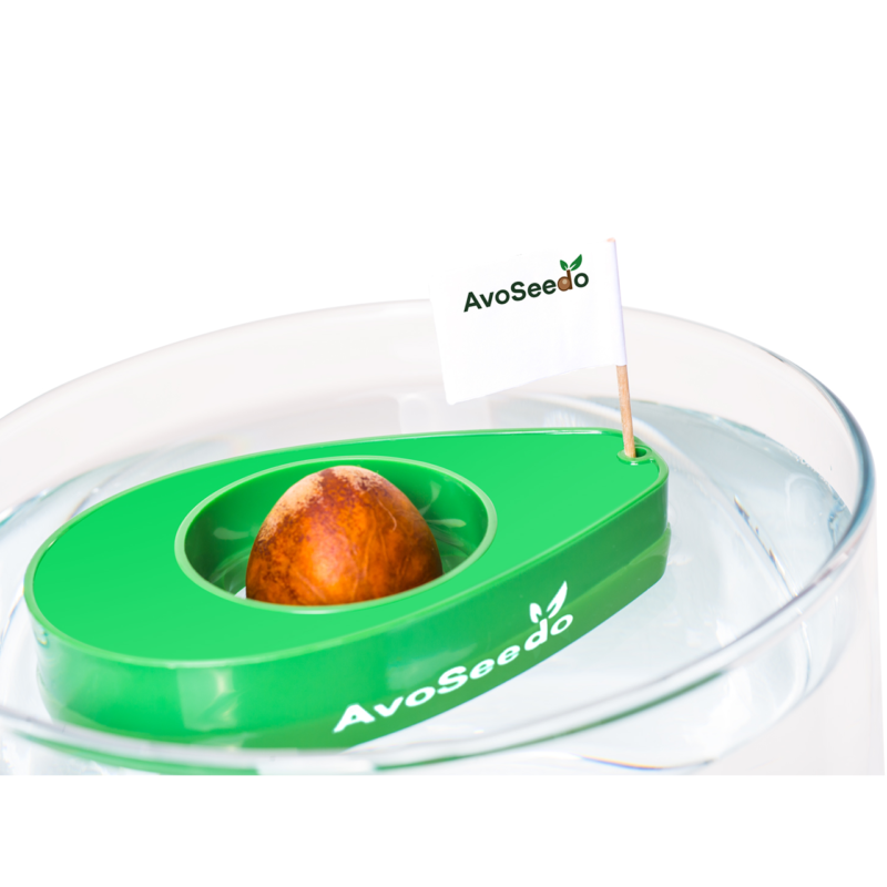AvoSeedo - AvoSeedo - Grow your own Avocado Tree!