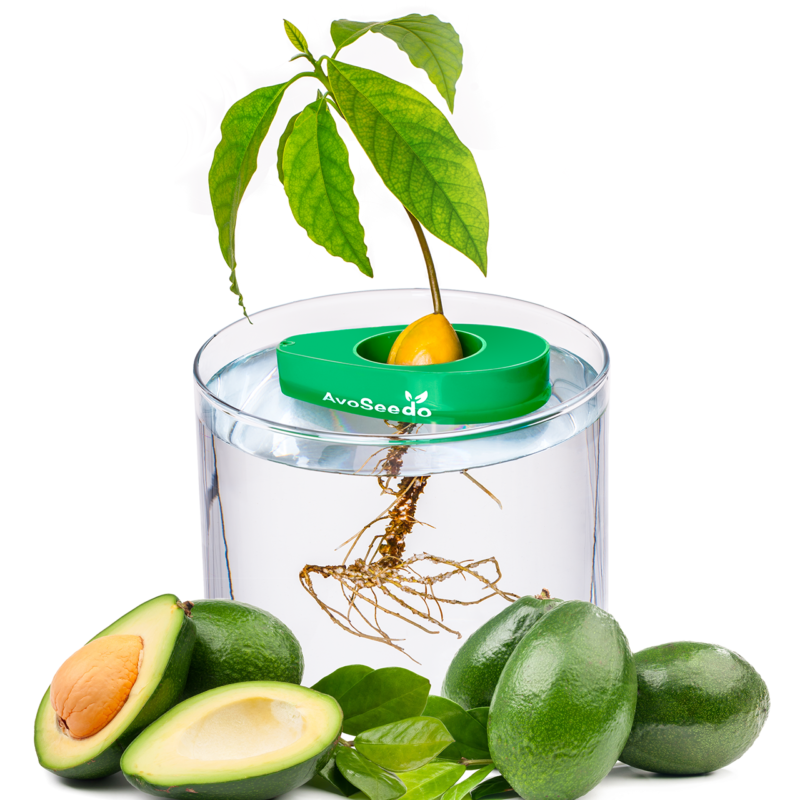 Archive - AvoSeedo - Grow your own Avocado Tree!