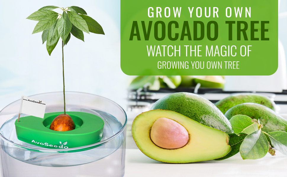 Avocado Lover Gift Box - AvoSeedo - Grow your own Avocado Tree!